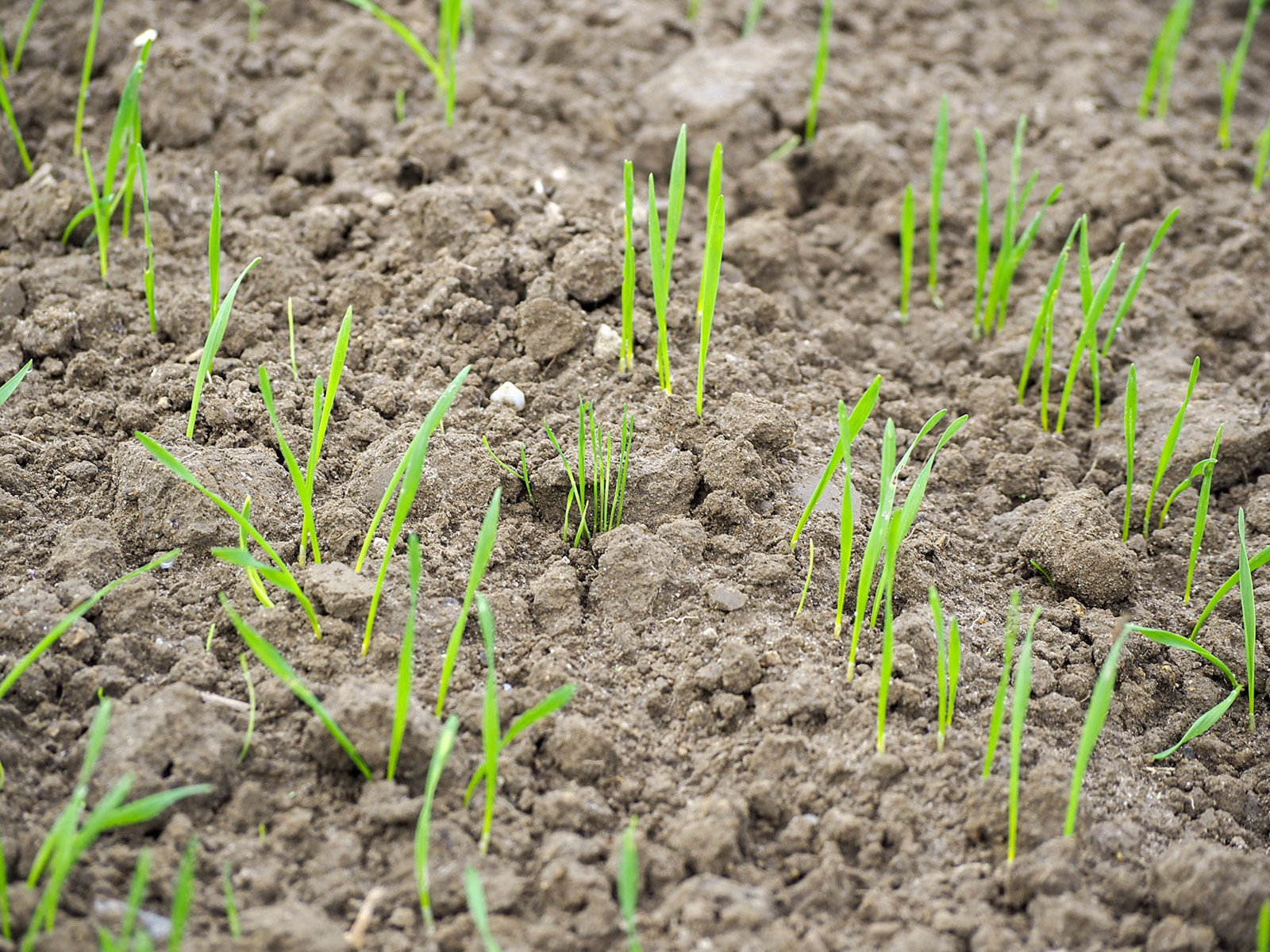 Empfehlungen zum Pflanzenschutz im Wintergetreide - Bauernblatt ...