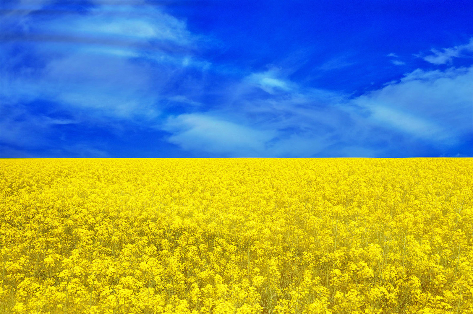 Globaler Anbaurückgang für Rapssaat - Bauernblatt Schleswig-Holstein