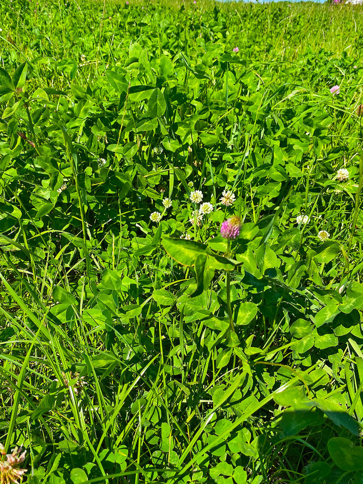 Leguminosen als proteinreiches Grundfutter nutzen - Bauernblatt ...