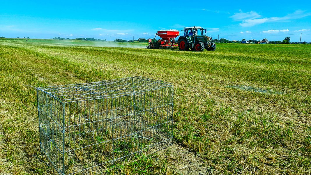 Versuche zum Gänsefraß - Bauernblatt Schleswig-Holstein
