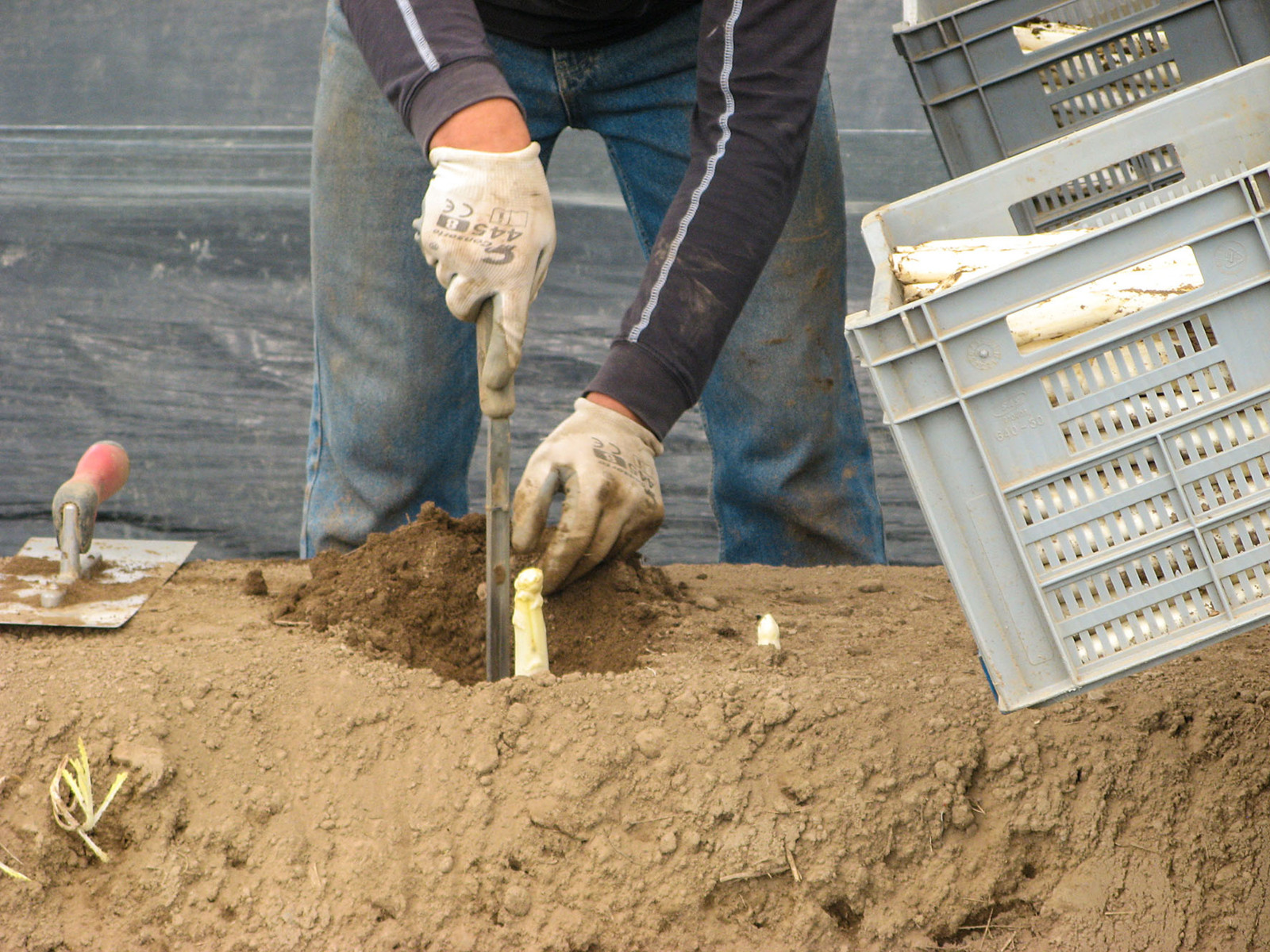 Spargelsaison 2023 in Schleswig-Holstein - Bauernblatt Schleswig-Holstein