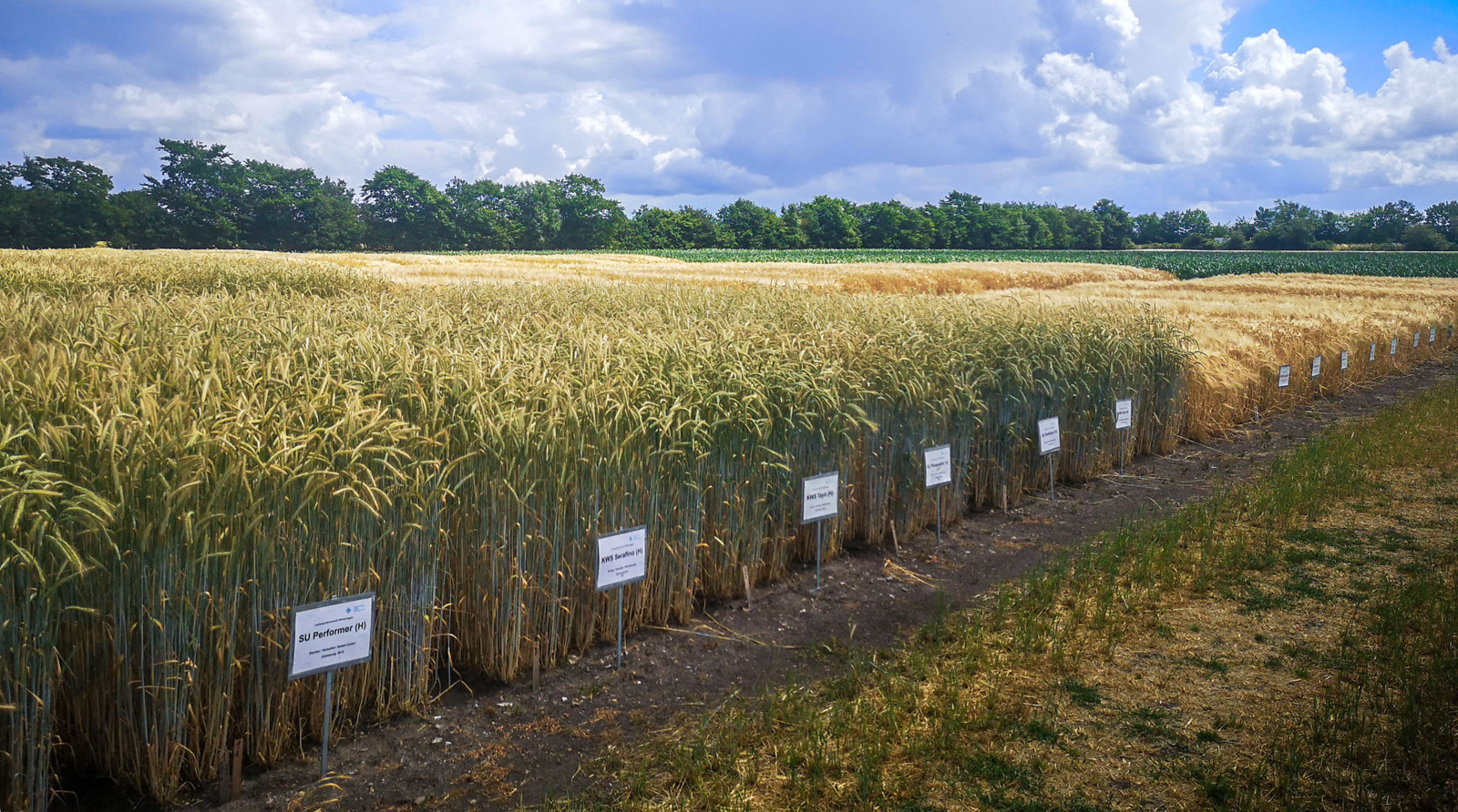 Ergebnisse der Landessortenversuche Winterroggen - Bauernblatt ...