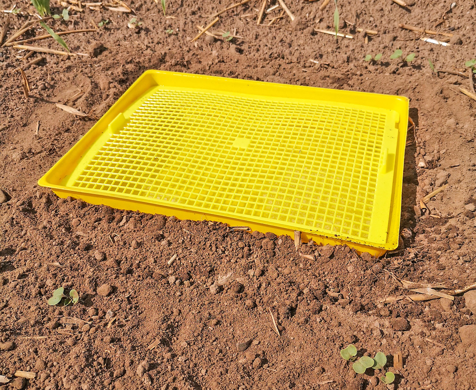 Schaderregerüberwachung im Winterraps im Herbst - Bauernblatt Schleswig ...