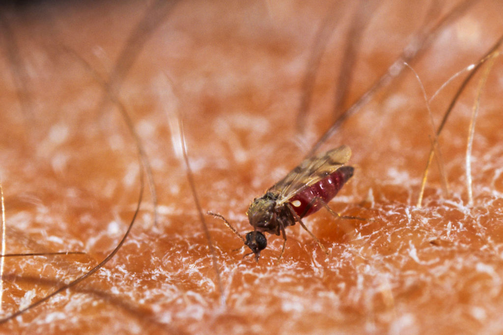 Kleiner Stich mit fataler Wirkung - Bauernblatt Schleswig-Holstein