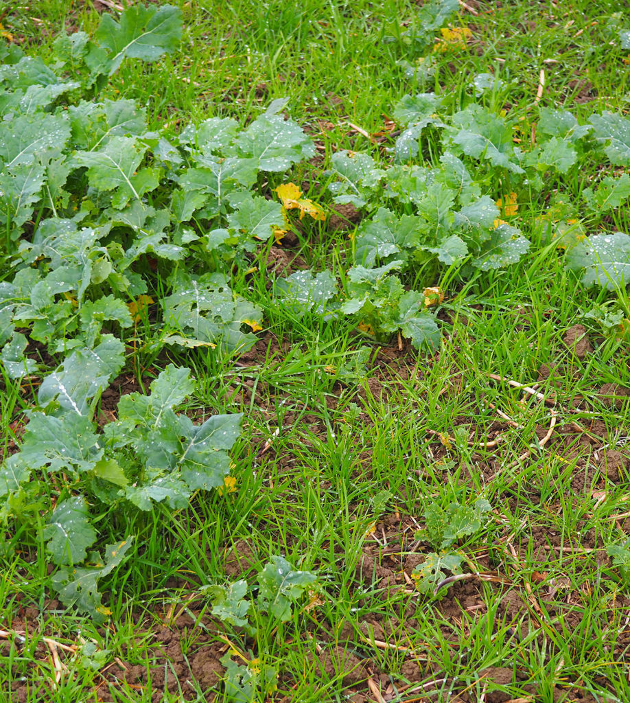 Empfehlungen zum Herbizideinsatz im Winterraps 2024, Teil 2 ...