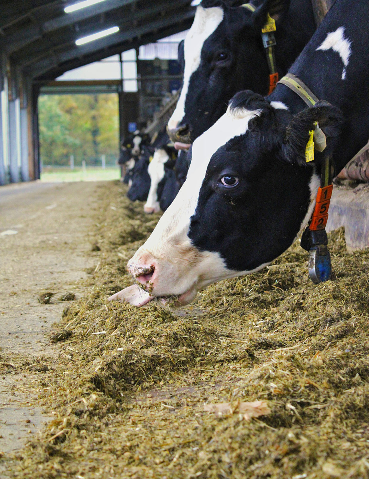 Leistungsfähiger Pansen lebt von Wechselwirkung - Bauernblatt Schleswig ...