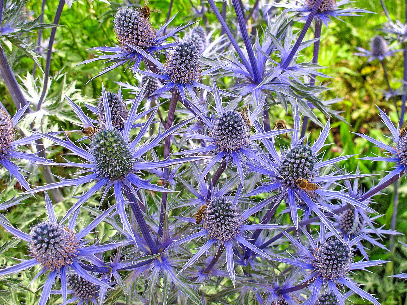 Zierde statt Unkraut - Bauernblatt Schleswig-Holstein